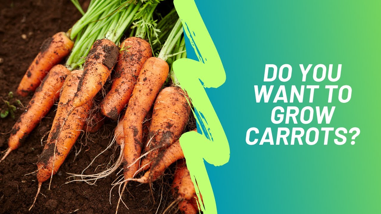 Do you want to grow carrots? Try this. Planting carrots for a Fall ...