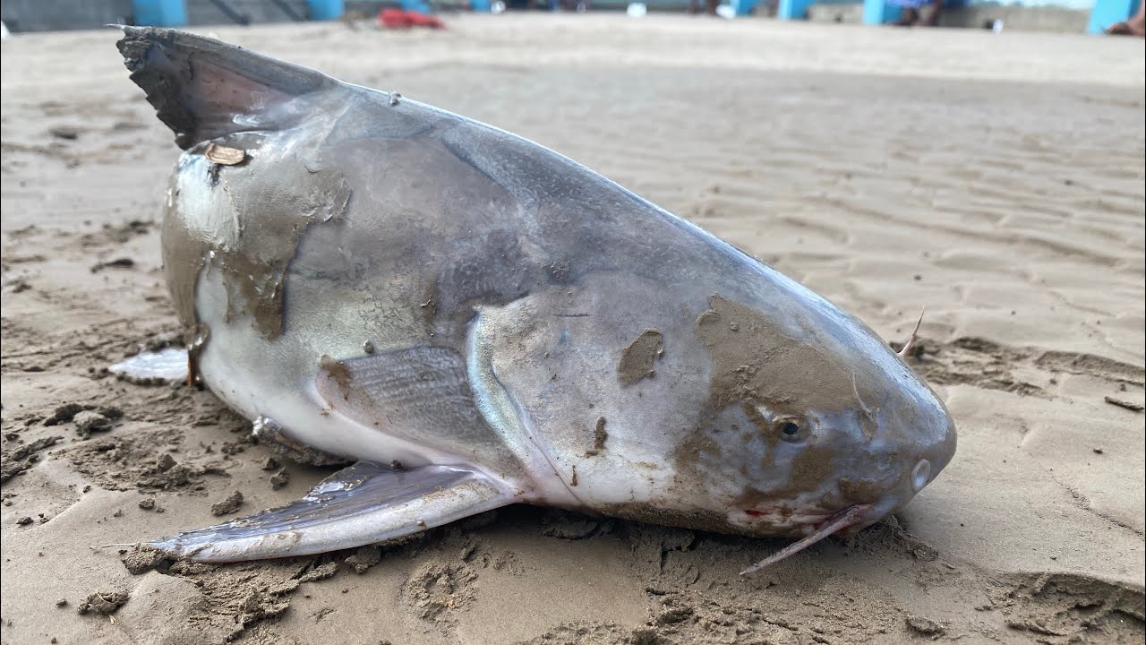River Catfish fishing - YouTube