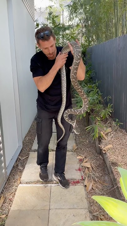 Very chill Coastal Carpet Python from Shelly beach #snakevideo # ...