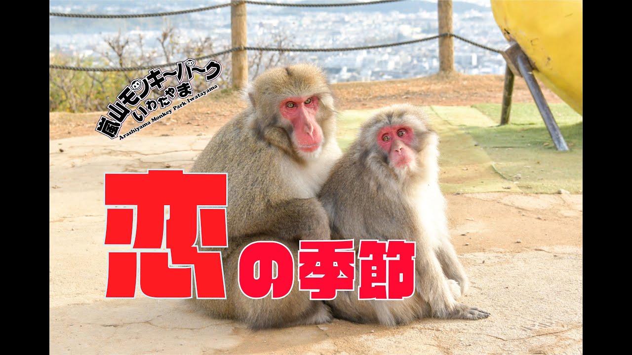 おサルたちは恋の季節真っ盛り！The monkeys are in the middle of mating season【嵐山モンキーパーク ...