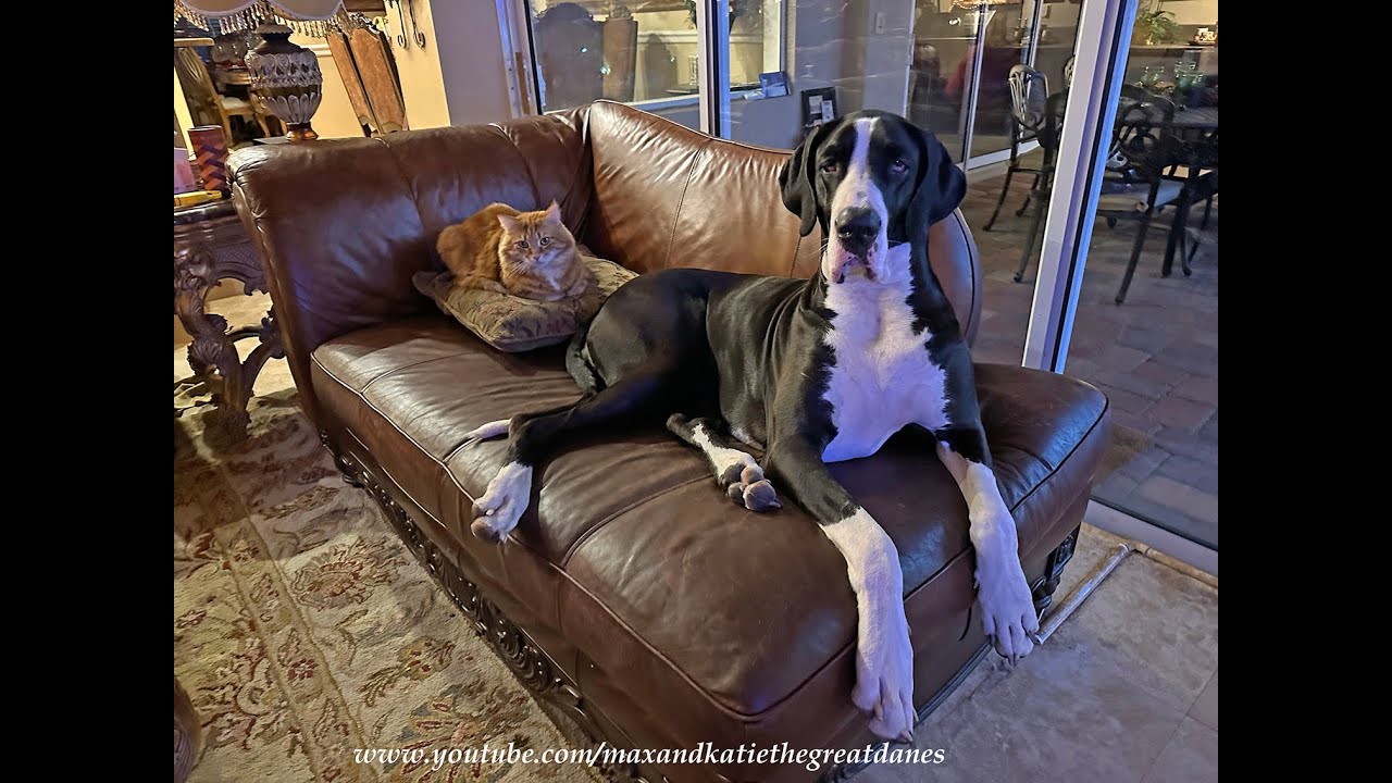 Laid Back Great Dane & Cat Cuddle Up For A Nap - Sharing Is Caring ...