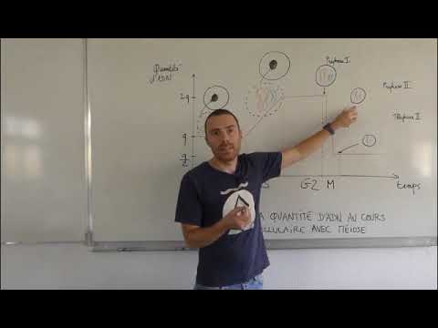 Variations de la quantité d'ADN au cours la la meiose 
