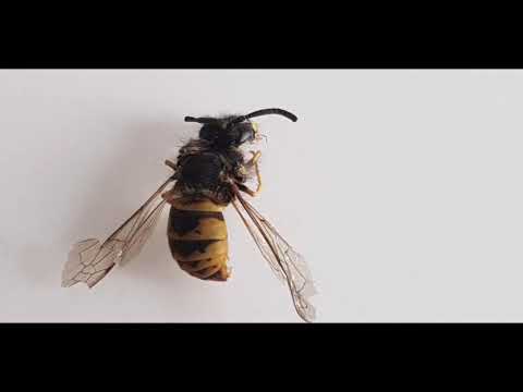 Collecting: exploring external collections, making, curating and ...