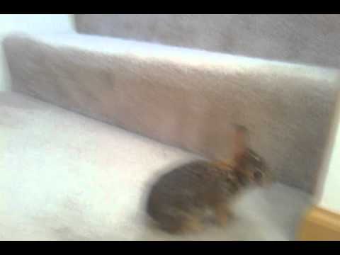 2 month old rabbit takes on stairs like a pro! - YouTube