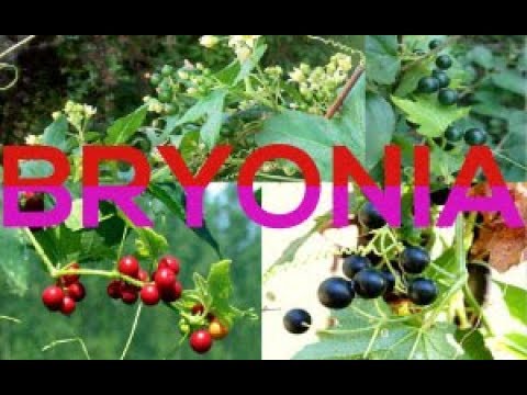 Bryonia Alb| Bryonia| Bry: Homeopathic Remedy For Practitioner Part1 ...