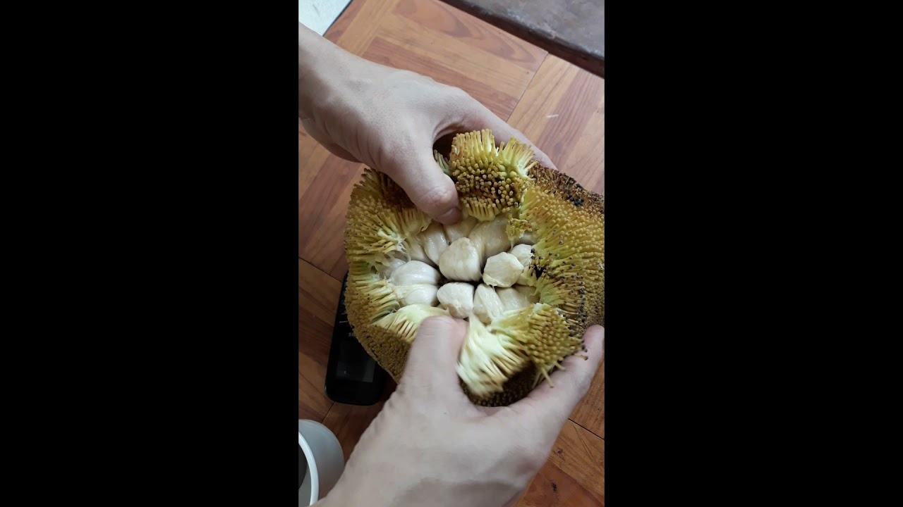 MARANG FRUIT | MADANG FRUIT | #SHORTS - YouTube