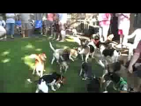 Beagle MeetUp July 2008 v2 - YouTube