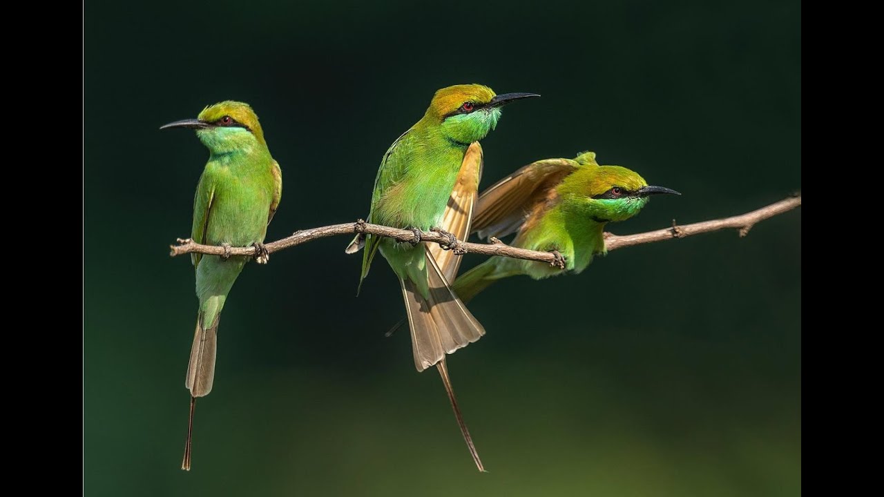 Nature And Wildlife Video | Life of Bee Eater | Real Angry Birds ...