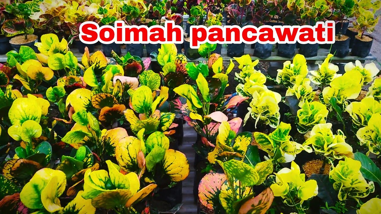 Jual tanaman hias puring apel puring daun lebar| Aulia jaya florist WA ...