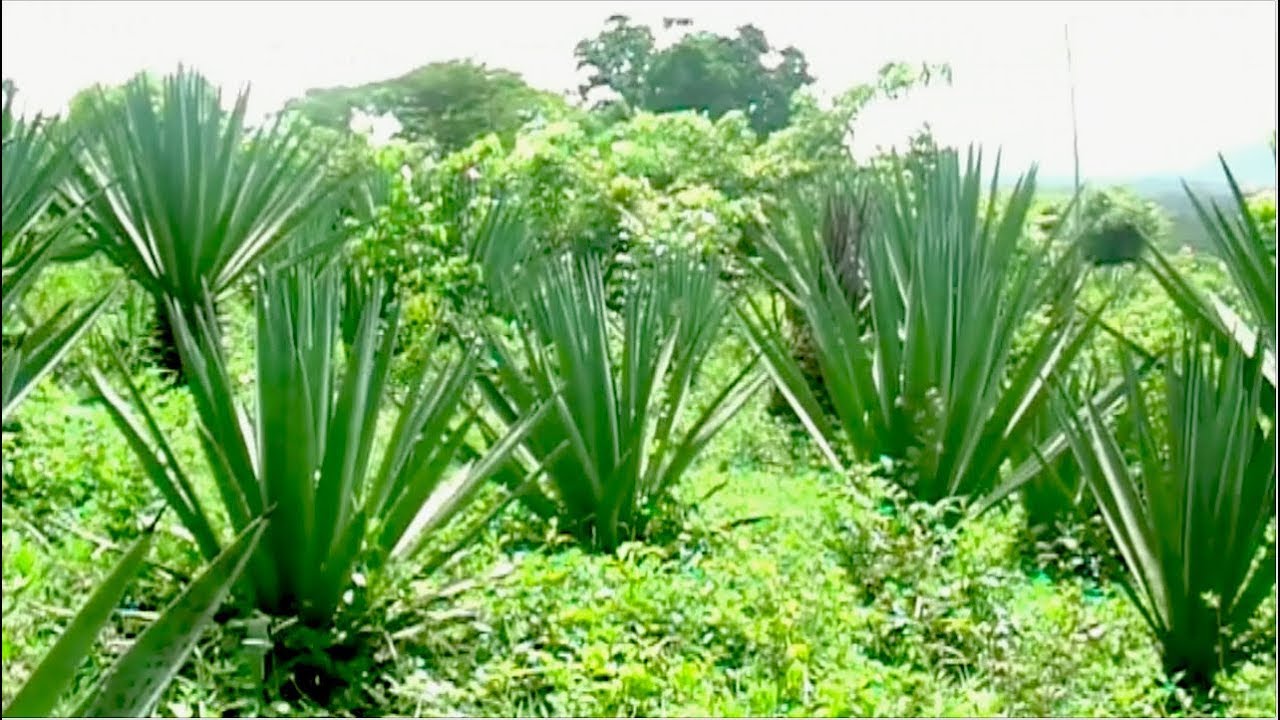 MASHAMBA YA MKONGE YAGEUKA MAPORI, KISA MALIPO DUNI - YouTube