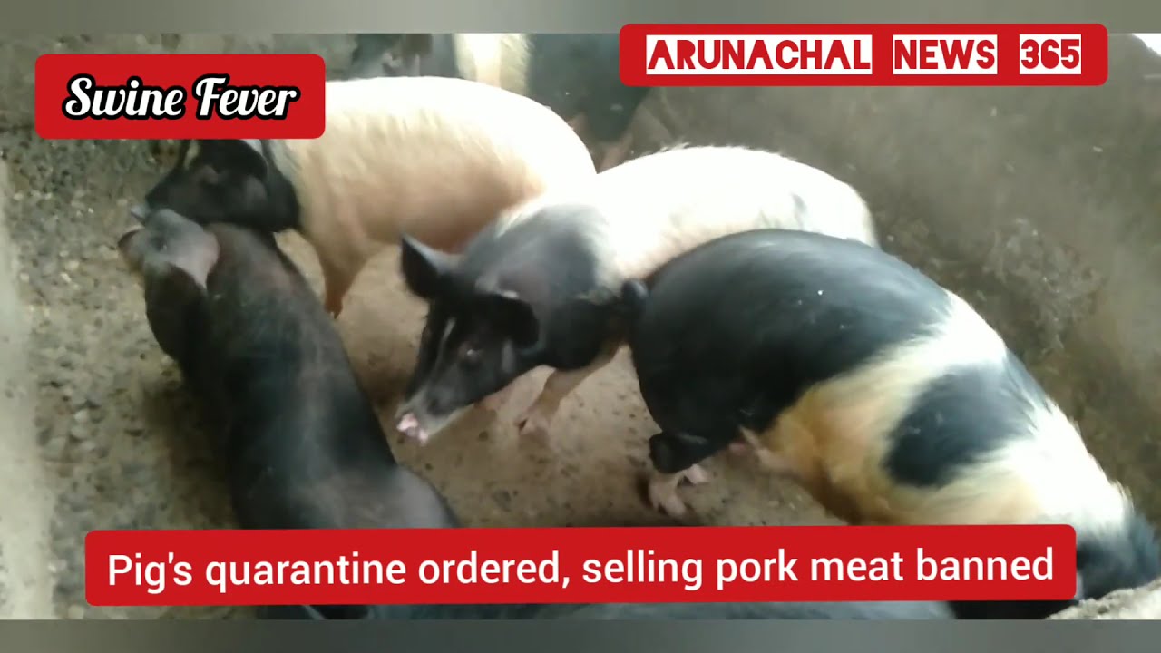 Pig's quarantine ordered, selling pork meat banned - YouTube