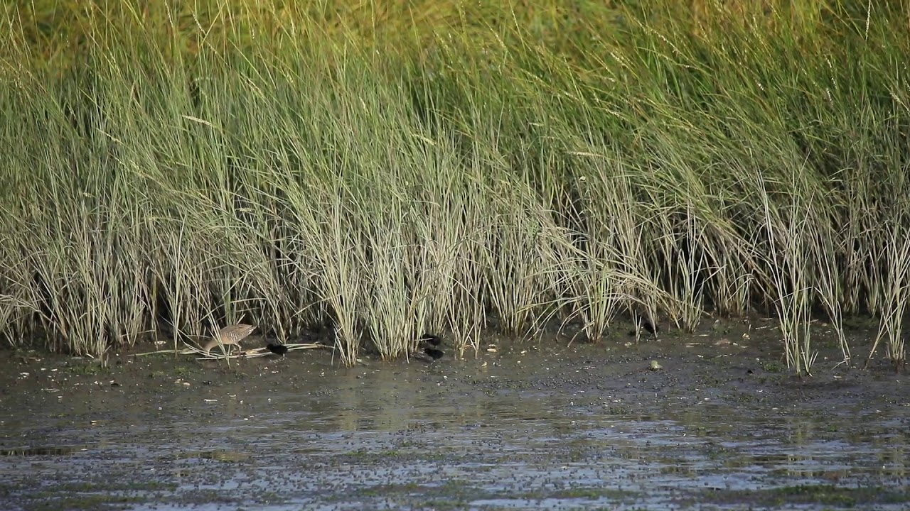 Clapper Rails with Chicks - YouTube