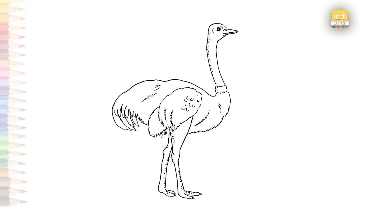 Ostrich drawing video | Birds drawing tutorials | How to draw an ...