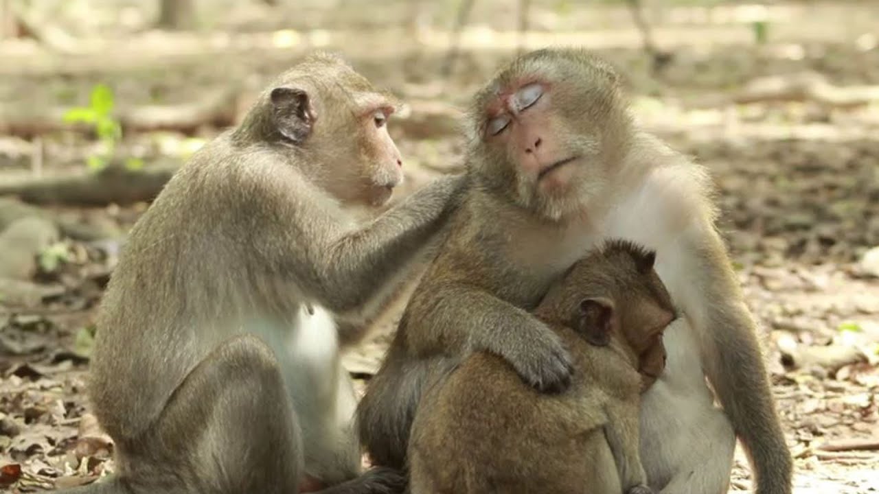 Daisy Monkey And Nanda Monkey An Dante Monkey get milk on Oct 10,2022/VS..352Amber Mks - YouTube