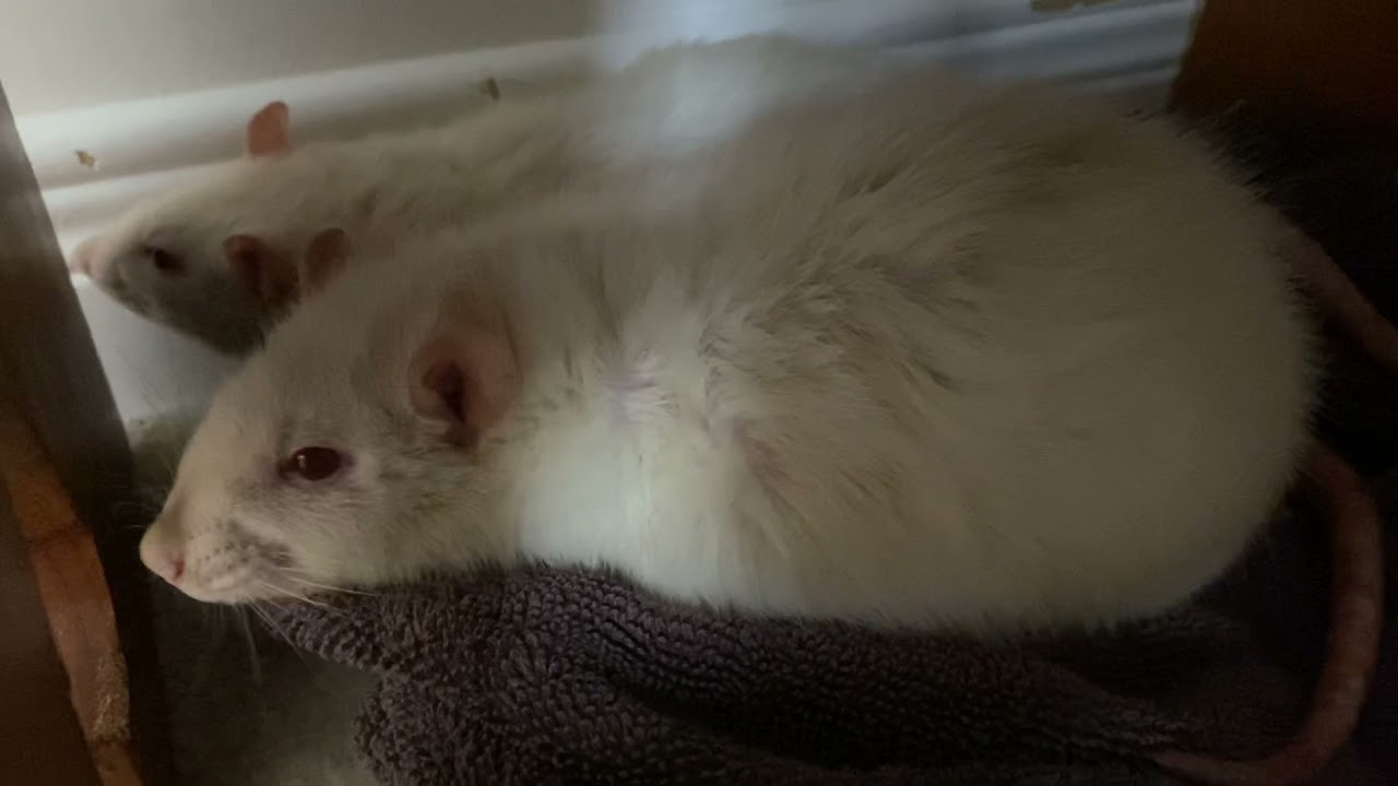 Two Rats Snuggling - YouTube