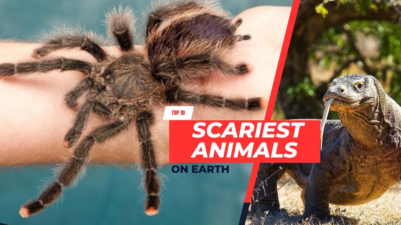10 SCARIEST Animals In The World [Animals_fact] - YouTube