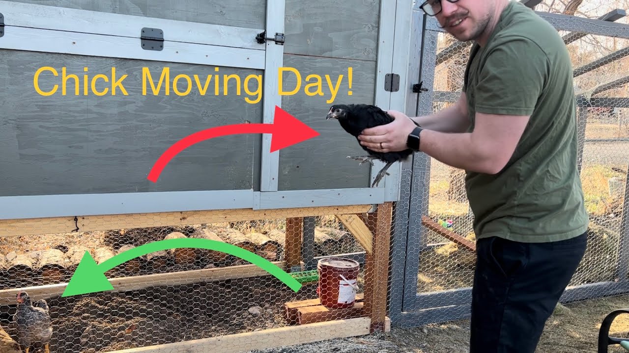 Moving the chickens into the new chicken coop. - YouTube