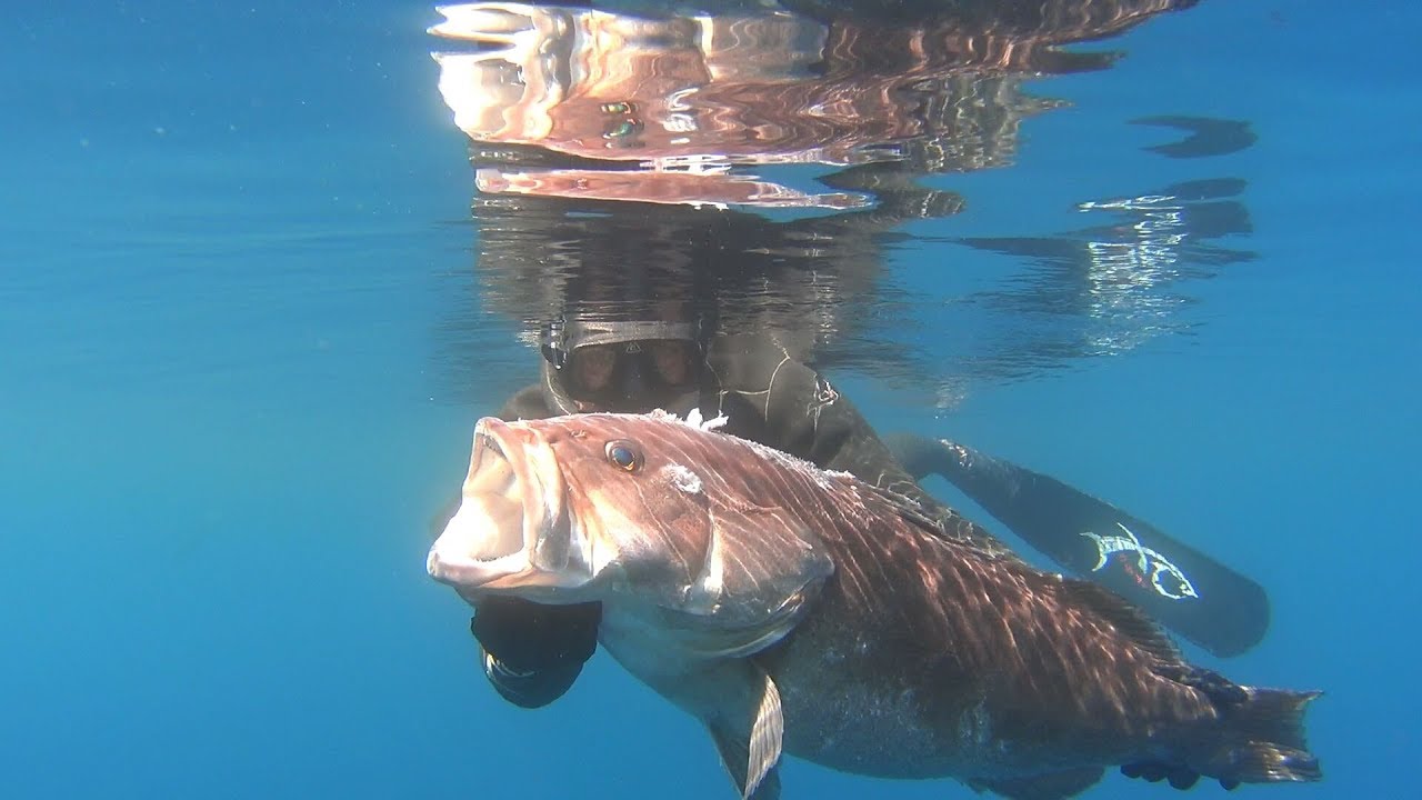 ΣΦΥΡΙΔΑ 14kgr -40m.#White Groupers in the deep - YouTube