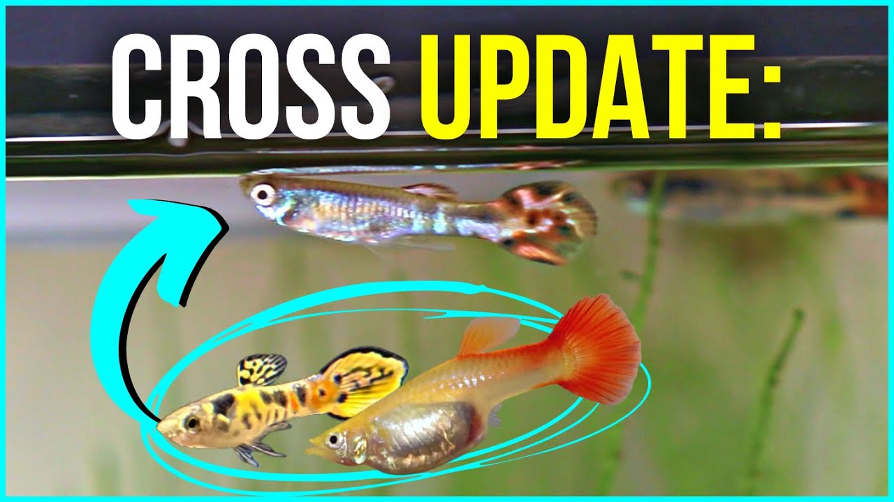 Dalmatian Guppies? Male Tiger Endler + Red Tail Female Guppy Cross ...