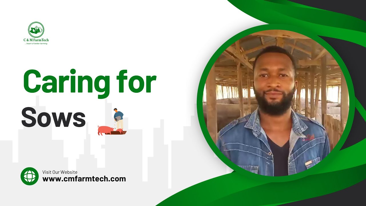 Caring for Sows: Everything You NEED to Know - YouTube