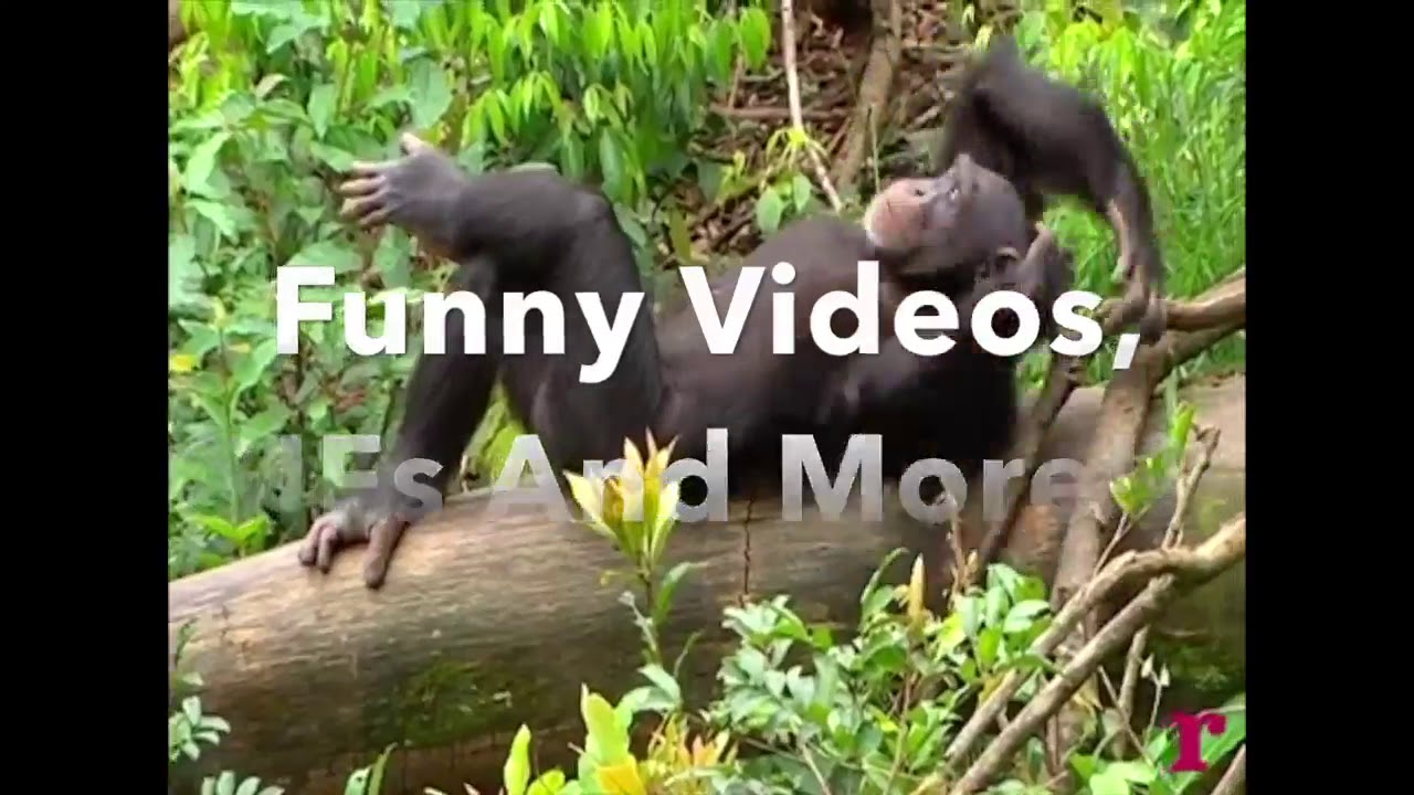 Pig flip first scene - YouTube