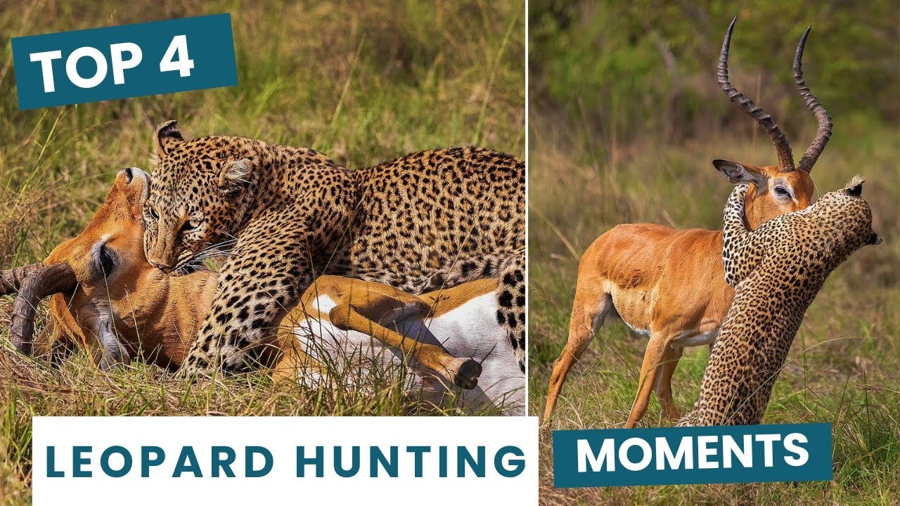 Top 4 Most Intense Leopard Hunting Moments Caught on Camera! #leopard # ...