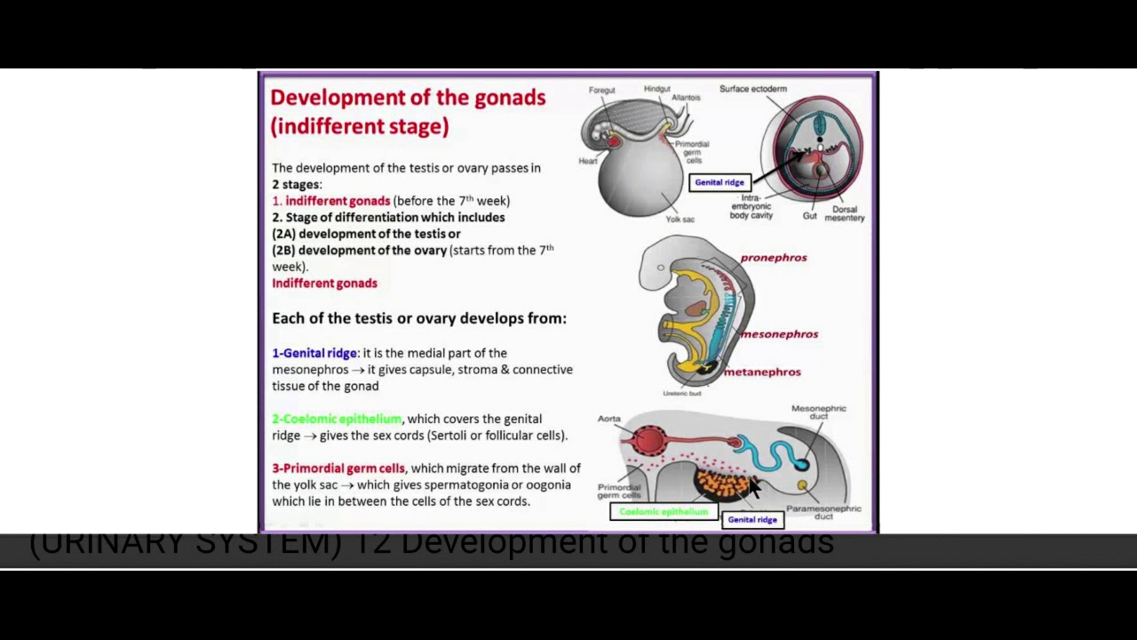 Indifferent gonad development (EMBRYOLOGY) - YouTube