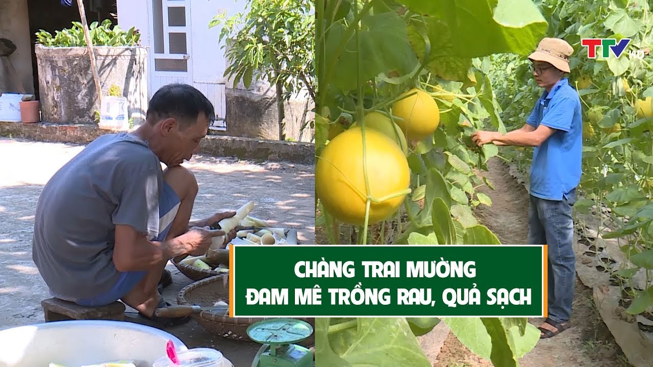 Bán rừng, bán trâu cho con trồng dưa vàng công nghệ Israel và cái kết ...