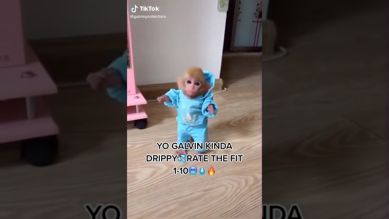 Funny monkey got the drip 😤😤 - YouTube