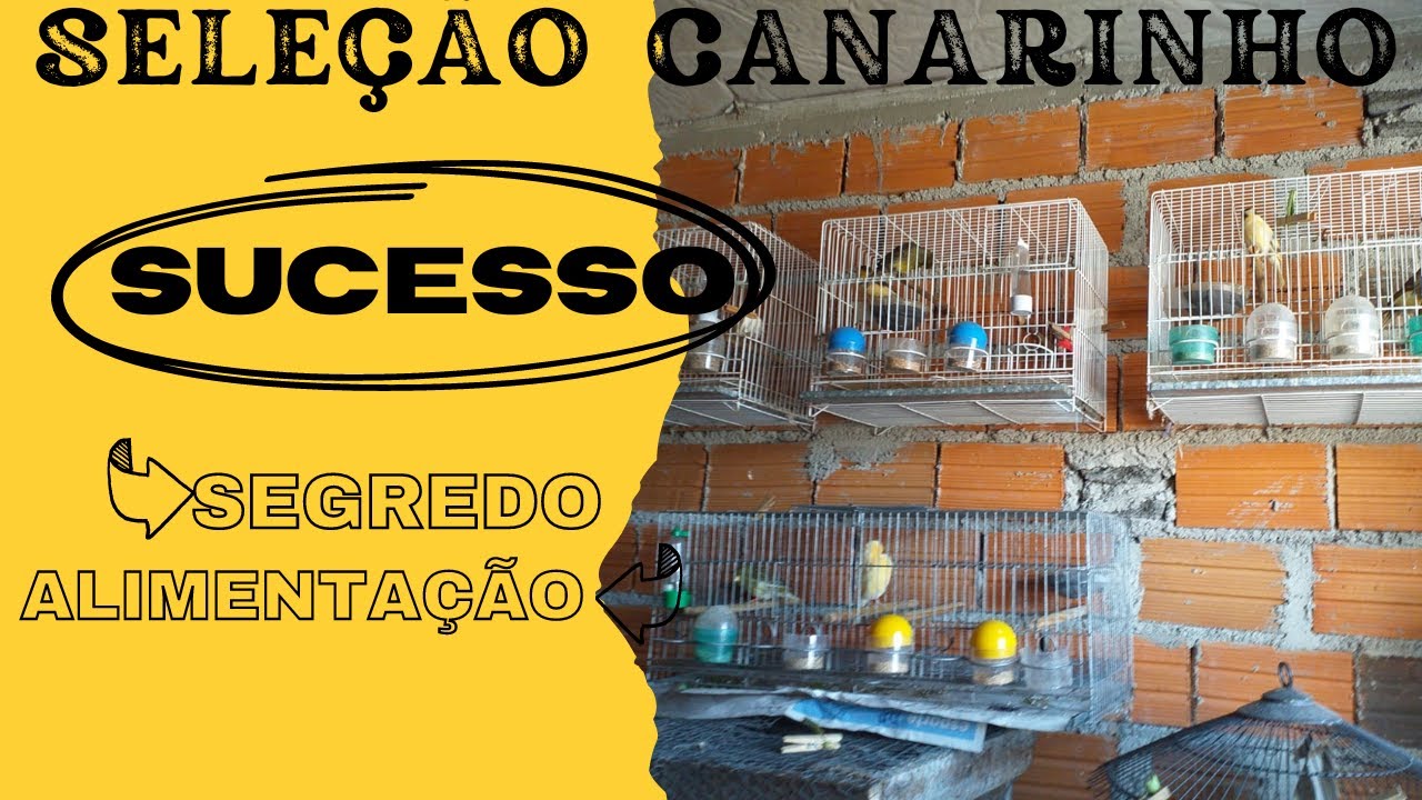 Seleção Canarinho Ep 95 O sucesso!!! - YouTube