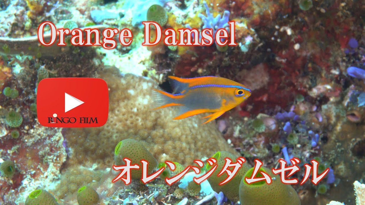 オレンジダムゼル Orange Damsel - YouTube