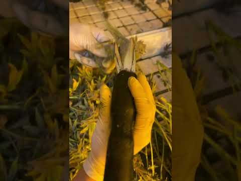 electric scissors,Extra sharp Electric Trimming Scissors,Plant,Leaf  Bud Trimmer Cultivation Garden