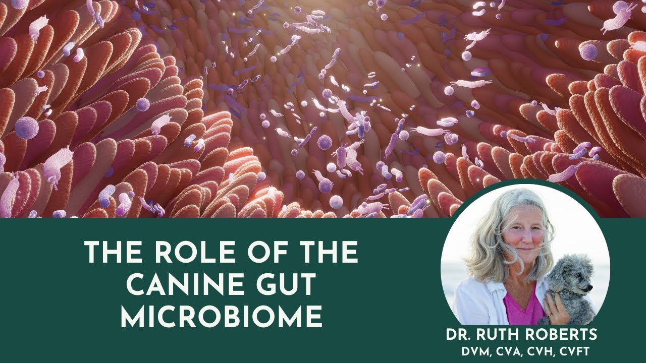 The Role Of The Canine Gut Microbiome | Dr. Ruth Roberts DVM, CVA, CVH ...