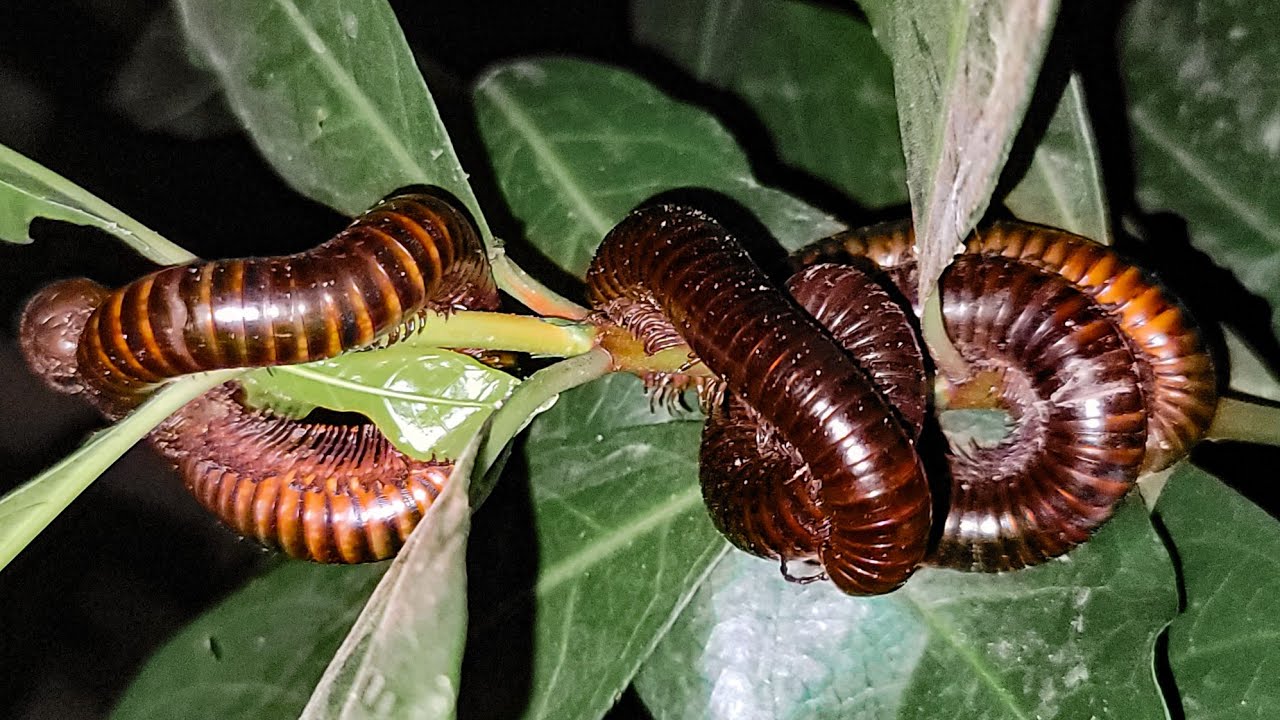 Millipede Eating Food And Crawl On Tree - YouTube