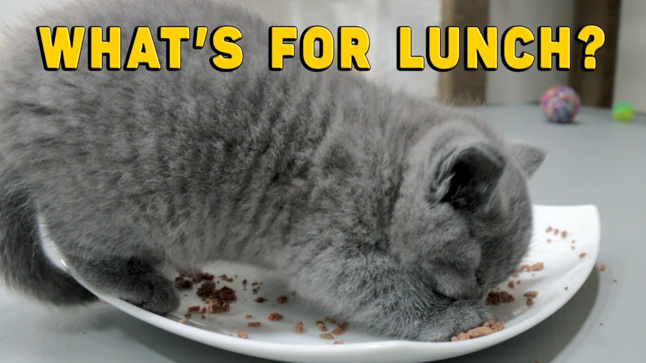 👅 Time for Lunch! Kittens VS Wet Food, Eating Like a Big Cats! British ...