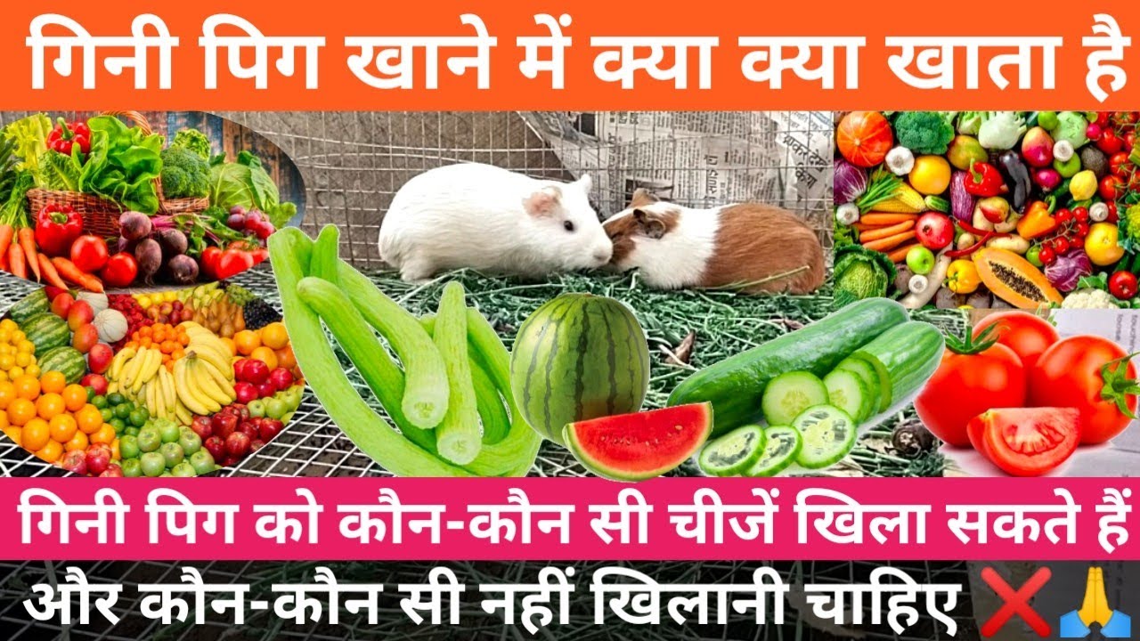 गिनी पिग को खाने में क्या-क्या खिलाएं ? 🤔 guinea pig ko kaun si diet ...