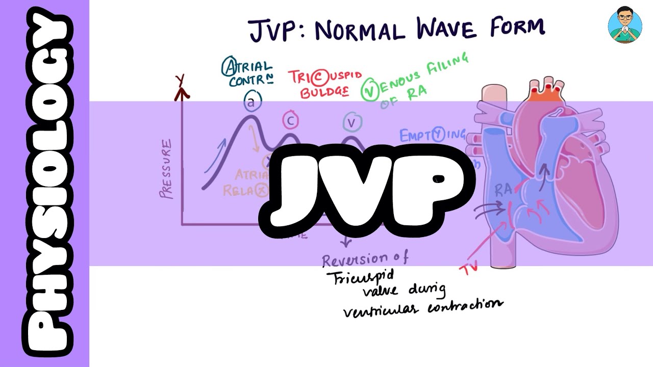 JVP: Normal wave form explained for #usmle #inicet #neetpg #nclex - YouTube