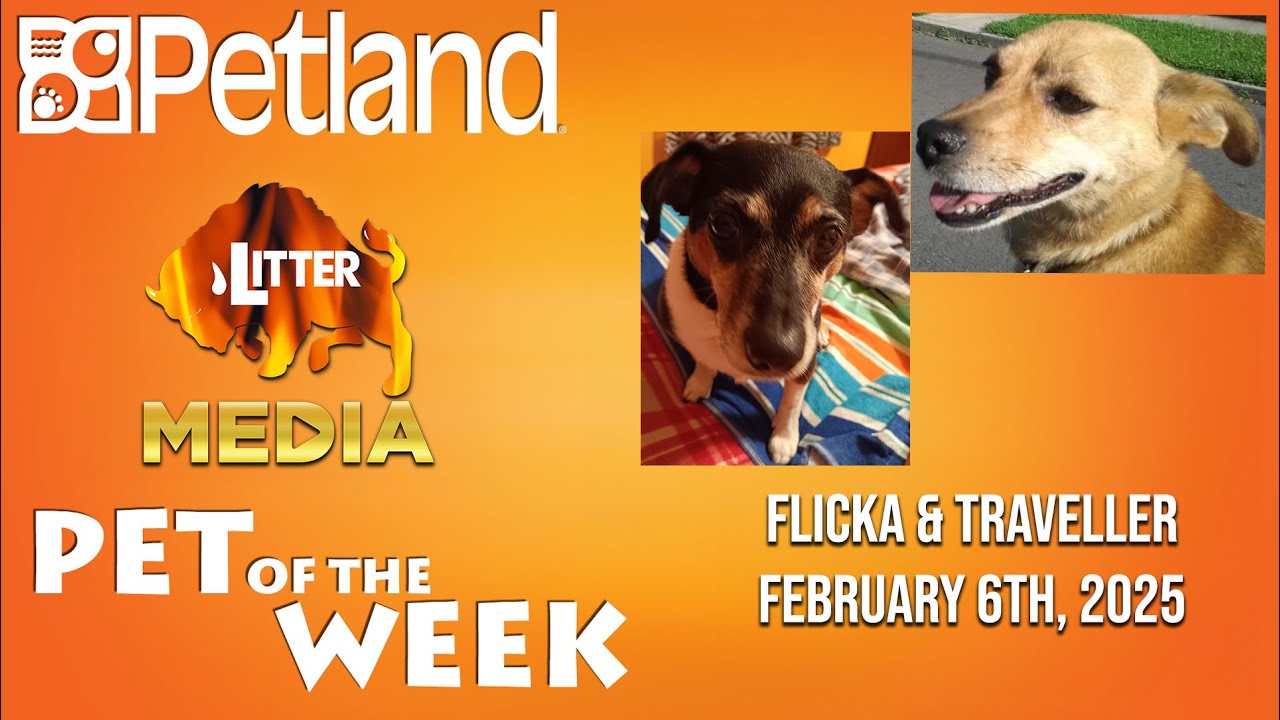 Petland-Litter Media Pets of the Week: "Traveller & Flicka" - YouTube