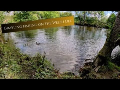 Fly fishing for grayling on the Welsh Dee - YouTube