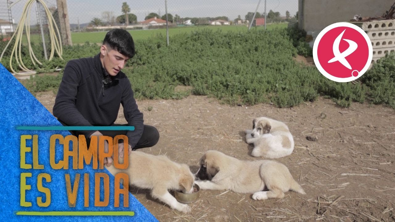 Jose cuenta con la ayuda de 7 perros para pastorear a sus cabras | El ...