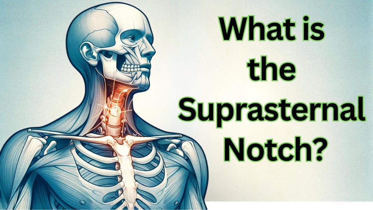 What is the Suprasternal Notch? - YouTube