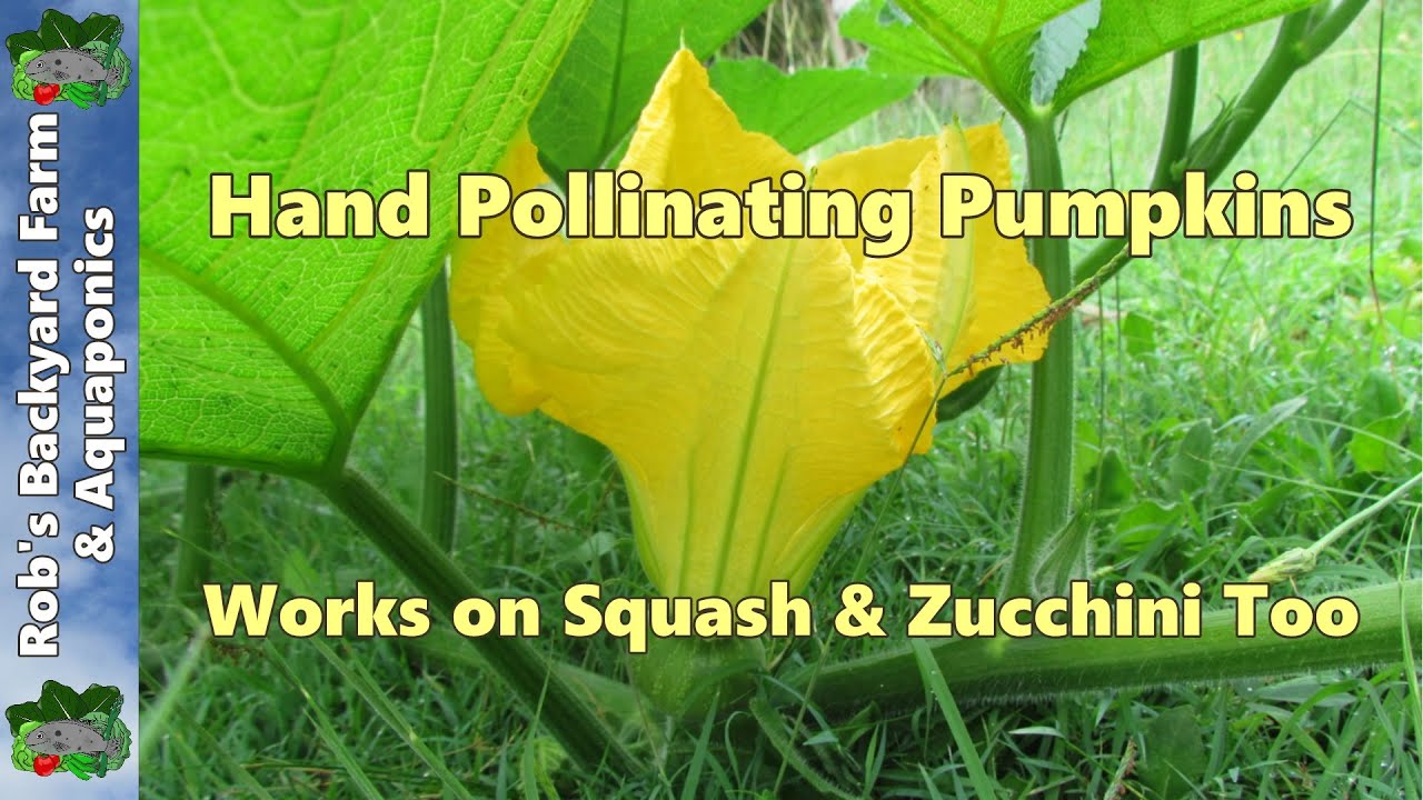 Hand Pollinating Pumpkins..Great for squash & Zucchini as well.. - YouTube
