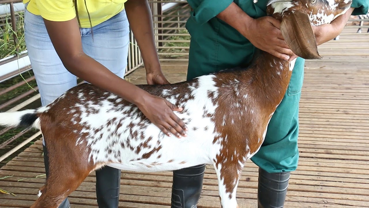 Body Condition Scoring of a Goat - YouTube