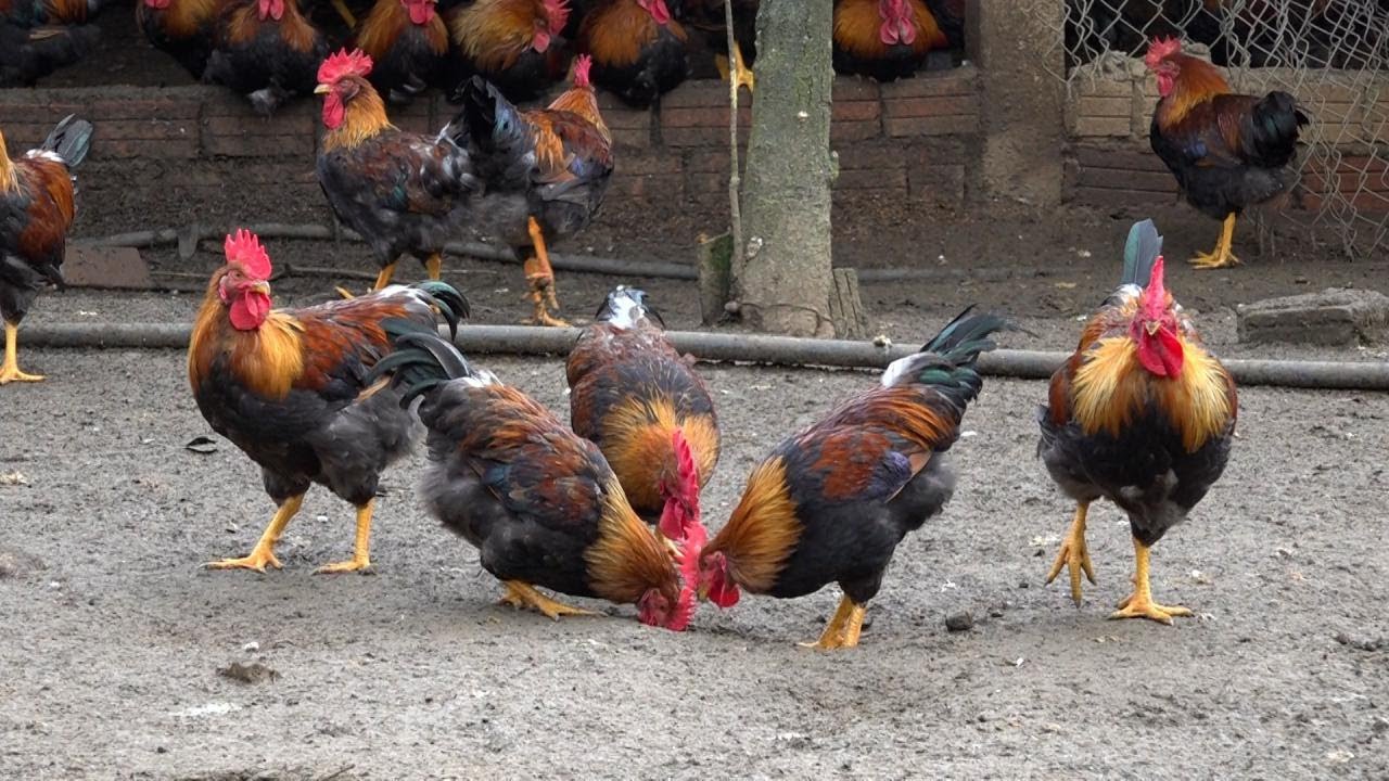 Relaxing Farm Sounds 24/7 | Roosters, Birds & Nature Ambience Live ...