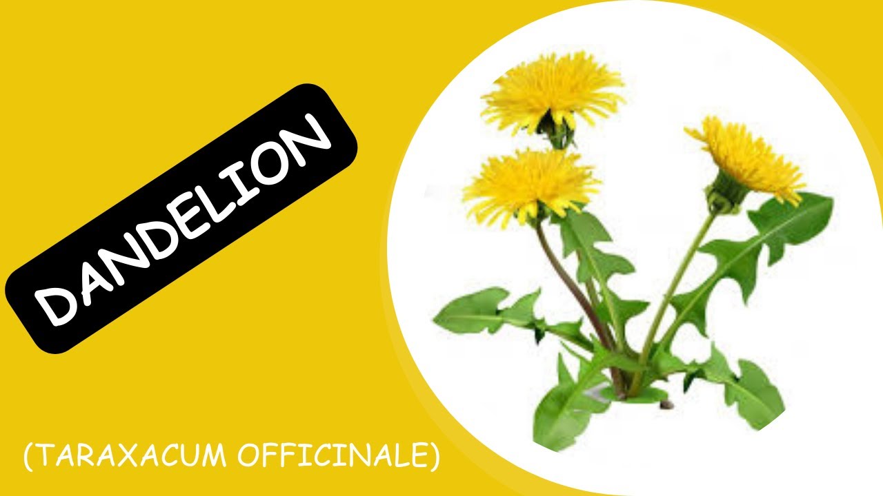 The Secret Healing Powers of Dandelion: Unveiling Nature's Cure - YouTube