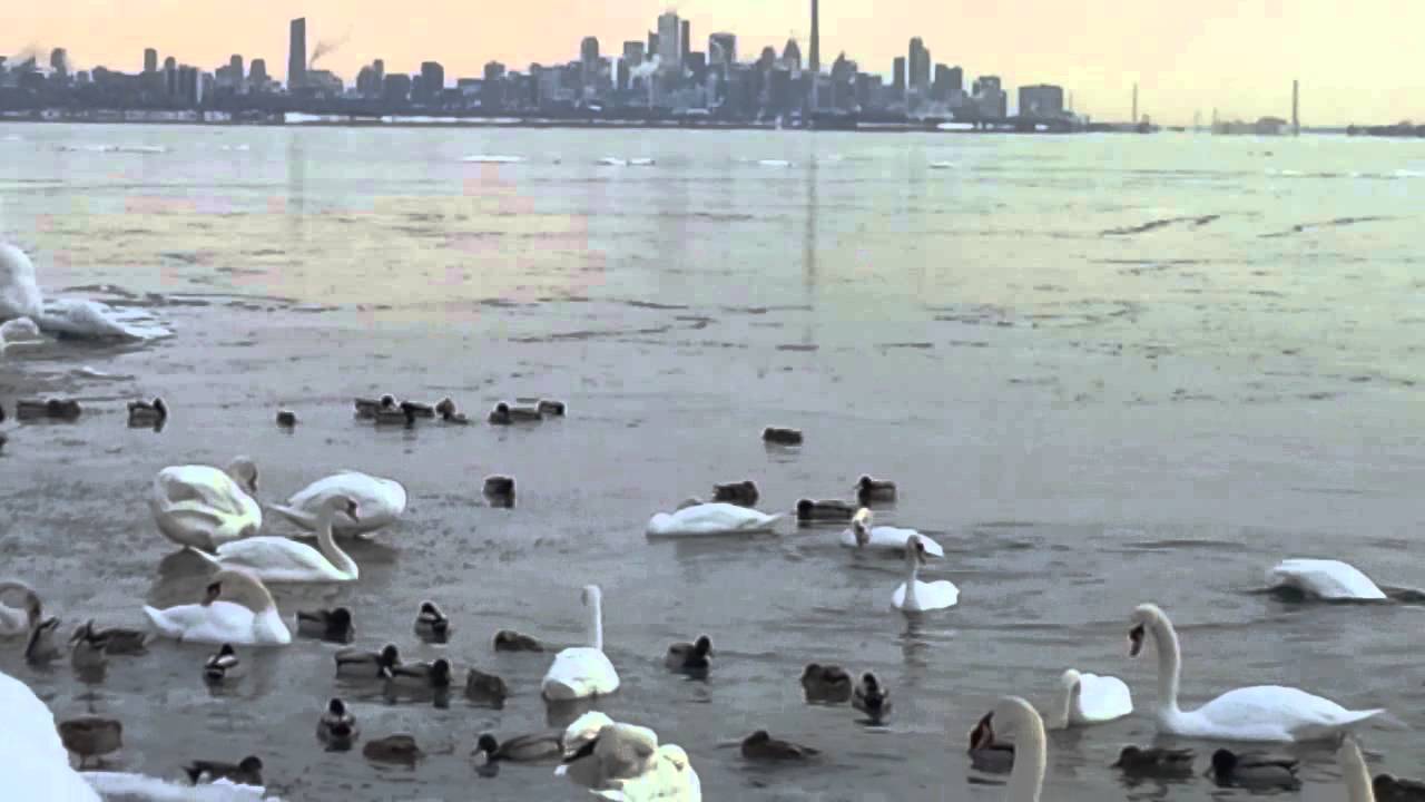 Lake Ontario 2015 freeze - YouTube