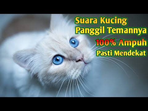 Suara Pikat Kucing Ampuh Auto Nyamperin _ Suara Kucing Memanggil Temannya
