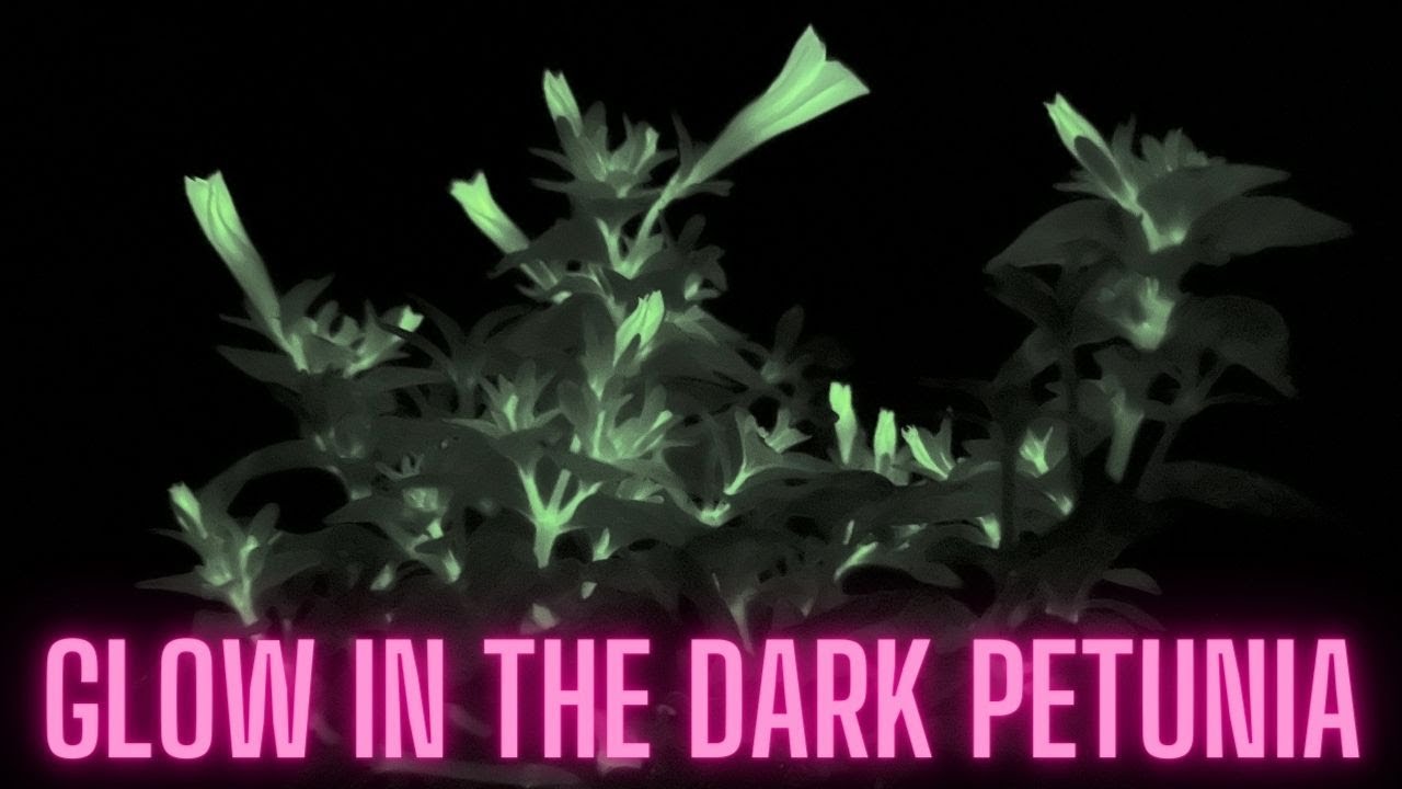 Firefly Petunia from Light.Bio First Impressions - YouTube