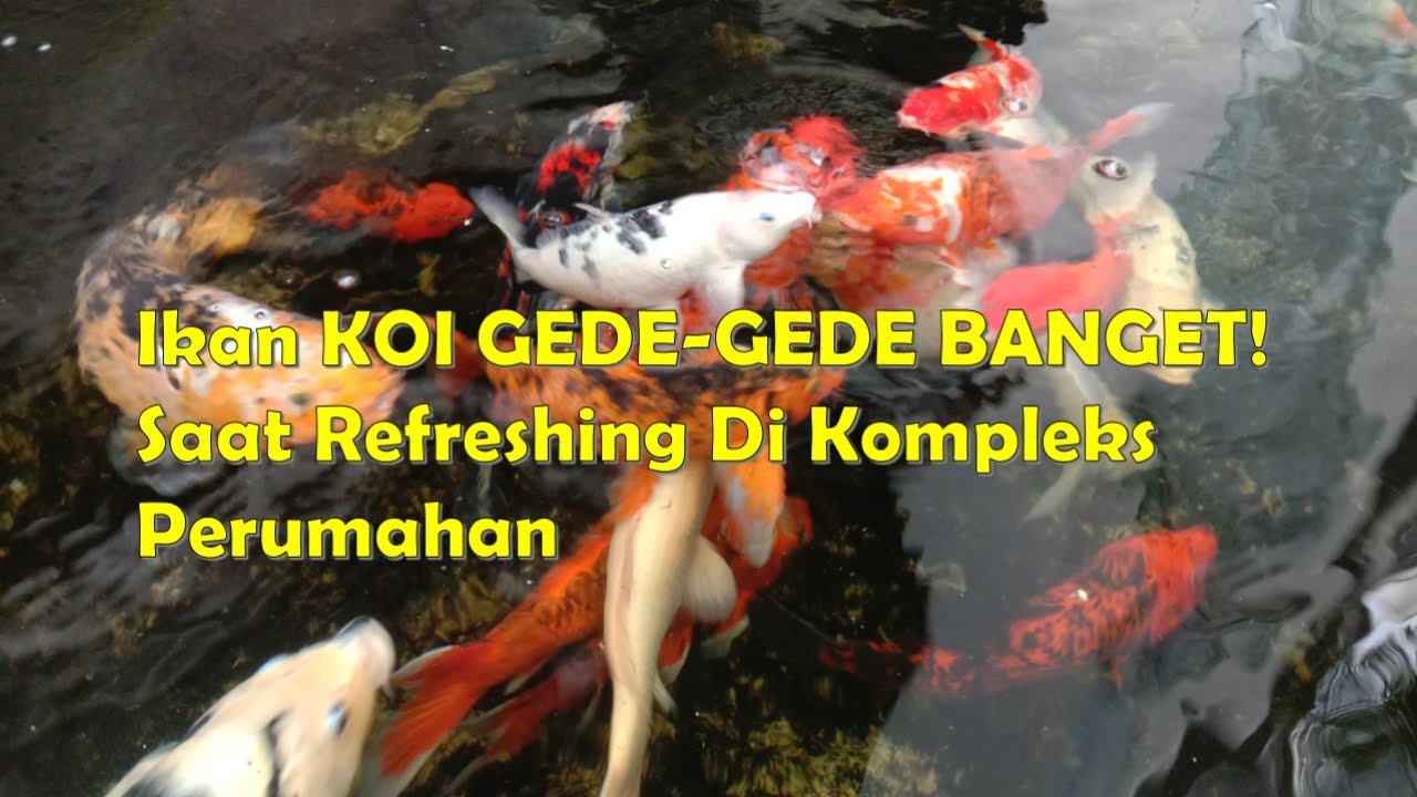 IKAN KOI GEDE-GEDE BANGET SAAT REFRESHING DI AKHIR PEKAN KOMPLEKS ...