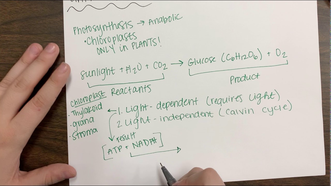Cellular energy unit overview - YouTube